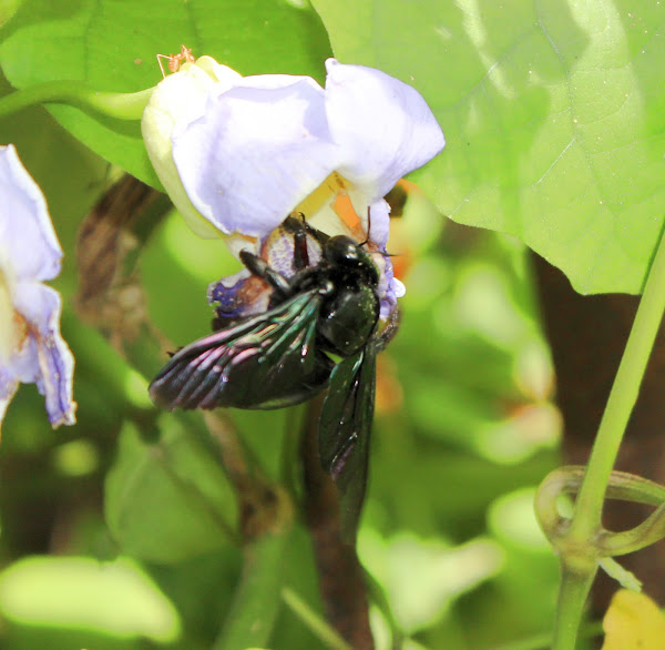 Carpenter Bee | Project Noah
