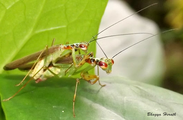 mating praying mantis | Project Noah