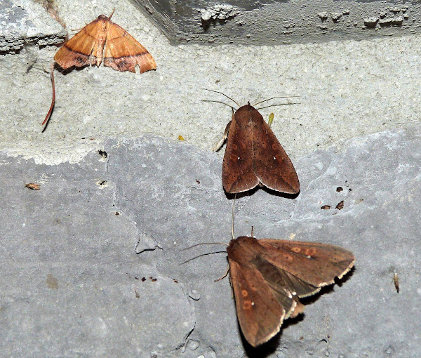 White Speck Moths | Project Noah