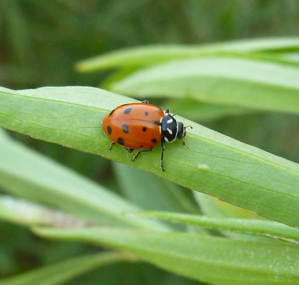Convergent Ladybug | Project Noah