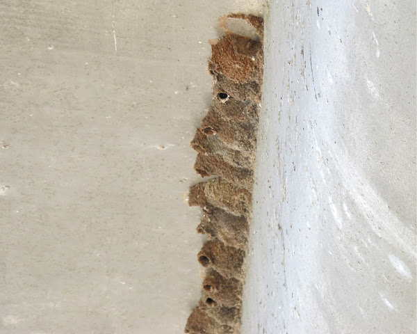 Cliff Swallow nests | Project Noah