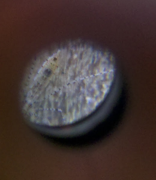 Thread-Legged Bug | Project Noah