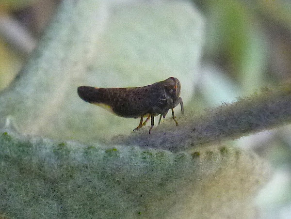 Tiny Treehopper | Project Noah