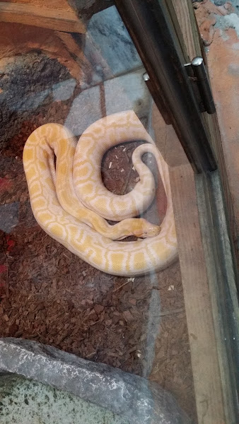 Burmese Python | Project Noah