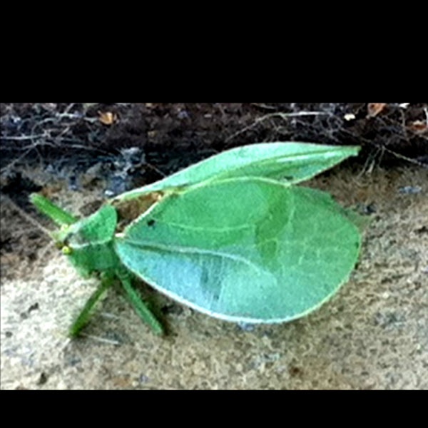 True Katydid | Project Noah
