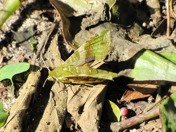 Pluto sphinx moth | Project Noah