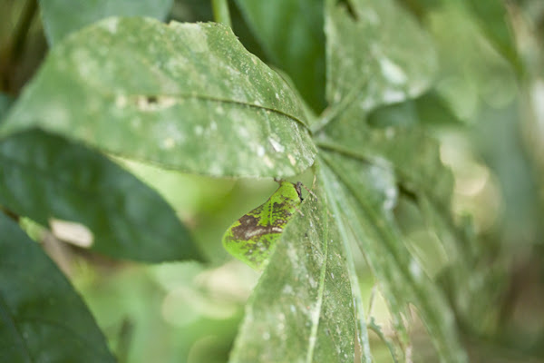 Leaf Mimic Grasshopper | Project Noah
