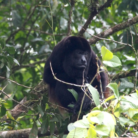 Howler Monkey | Project Noah