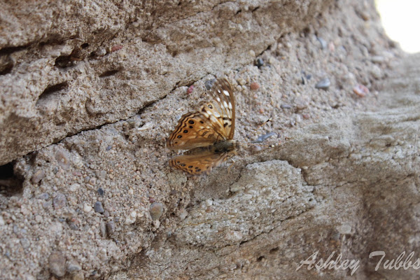 Hackberry Emporer | Project Noah