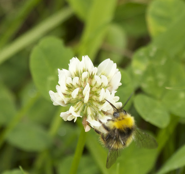 White Clover | Project Noah