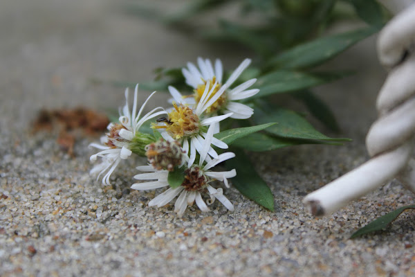 Calico aster | Project Noah