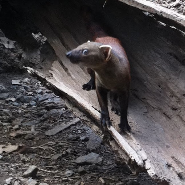 Ring tailed Mongoose | Project Noah