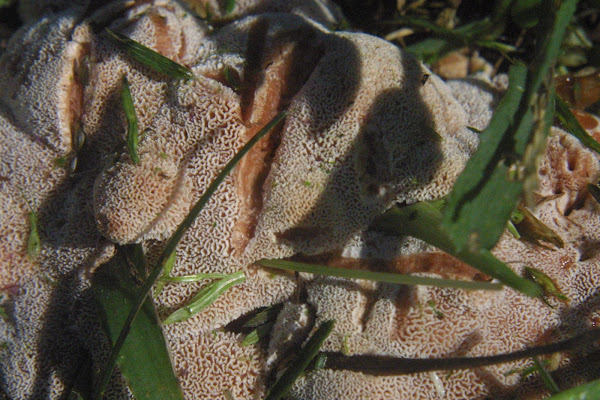 Blushing Rosette | Project Noah