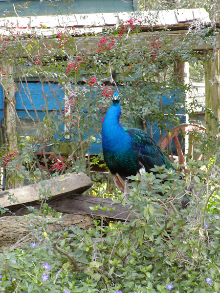Indian Peafowl | Project Noah