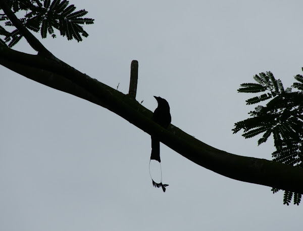 Greater Racket-tailed Drongo | Project Noah