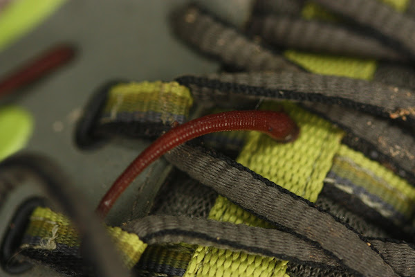 brown leech | Project Noah