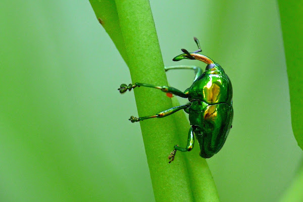 Metallic weevil | Project Noah