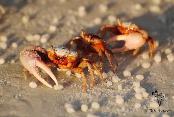 Sand Fiddler Crab | Project Noah