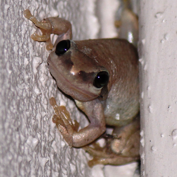 Desert or Naked Tree Frog | Project Noah