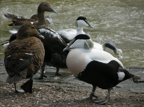 Common Eider | Project Noah