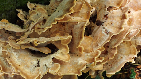 Giant polypore | Project Noah