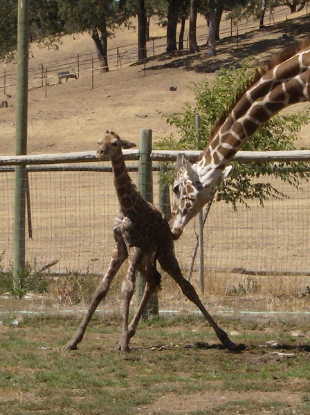 Reticulated Giraffe | Project Noah