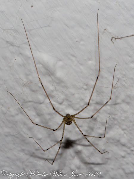 Marbled Cellar Spider | Project Noah