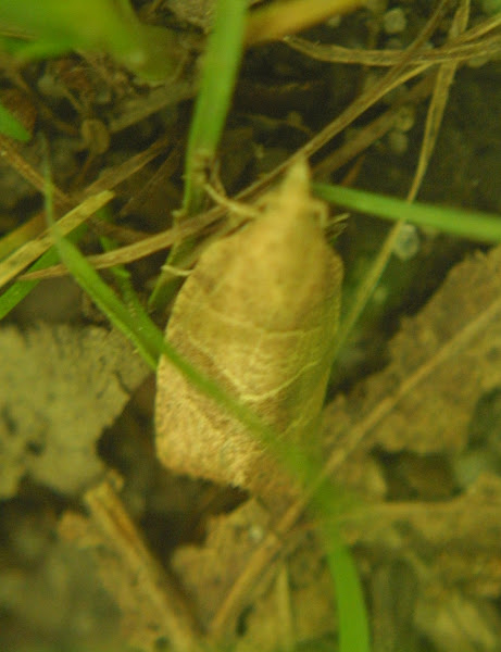 Three-lined Leafroller Moth | Project Noah