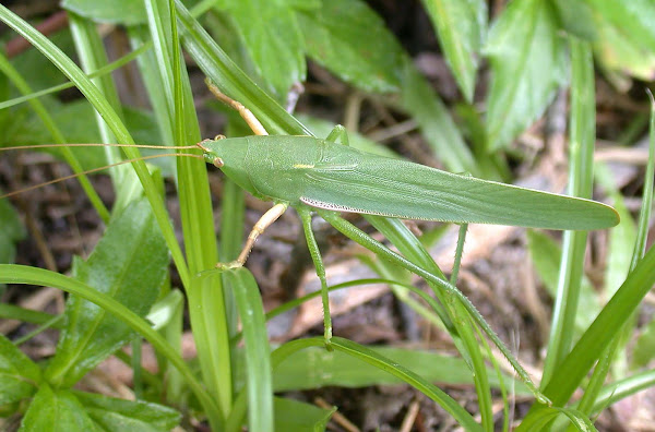 Yellow Fore-legged Katydid (male) | Project Noah