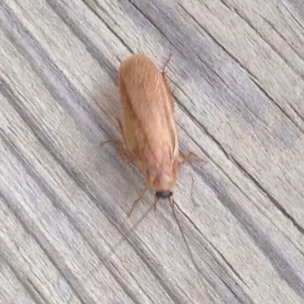 Wood cockroach | Project Noah