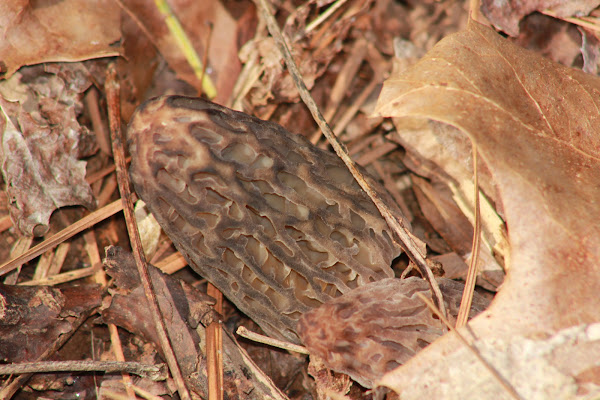 Black Morel | Project Noah