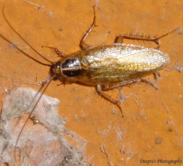 Cockroach | Project Noah