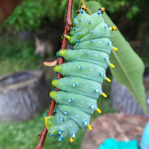 Cecropia moth (larva) | Project Noah