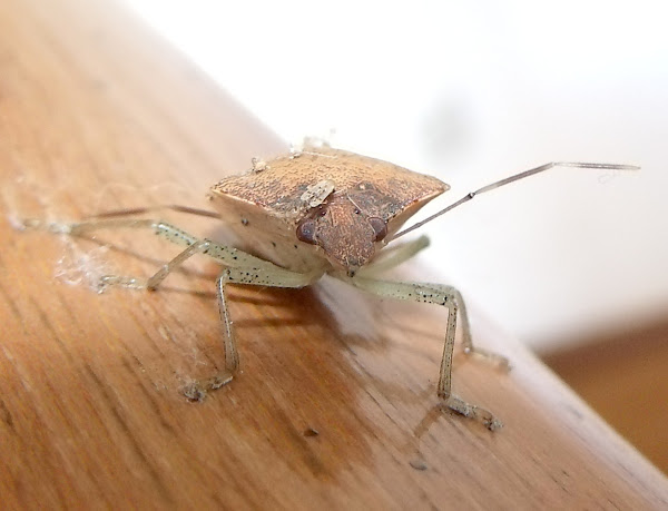 Brown Marmorated Stink Bug | Project Noah