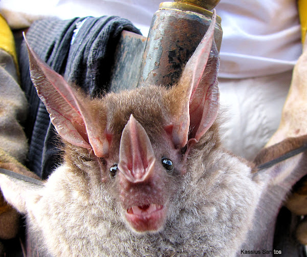 Big Eared Woolly Bat | Project Noah