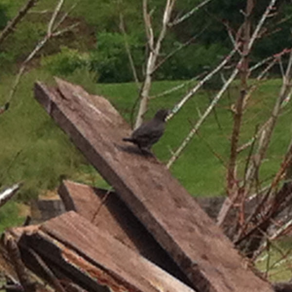 American crow | Project Noah