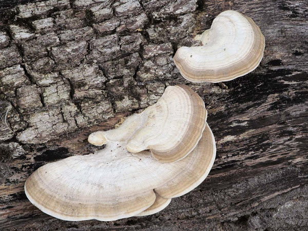 Polypore | Project Noah