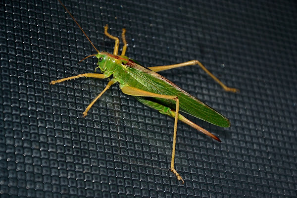 Eastern Green Bush-cricket | Project Noah