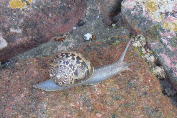 Snail | Project Noah