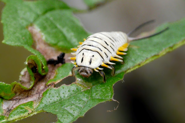 Wild Olive tortoise leaf beetle (larva) | Project Noah