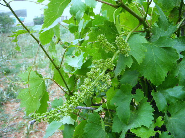 Grape Vine | Project Noah