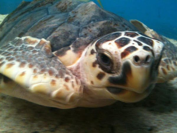 Loggerhead Sea Turtle | Project Noah