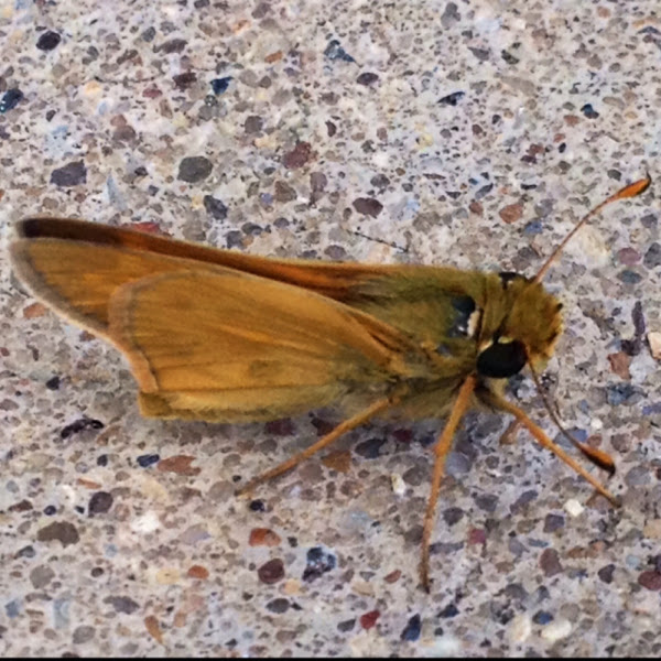 Skipper butterfly | Project Noah