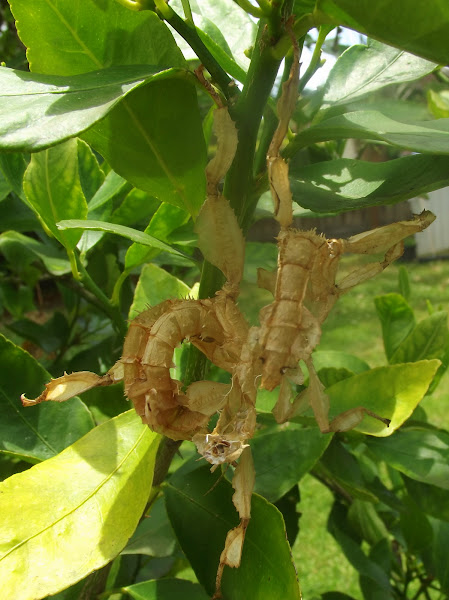 spiny leaf insect exuvia | Project Noah