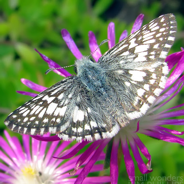 Common Checkered-Skipper | Project Noah