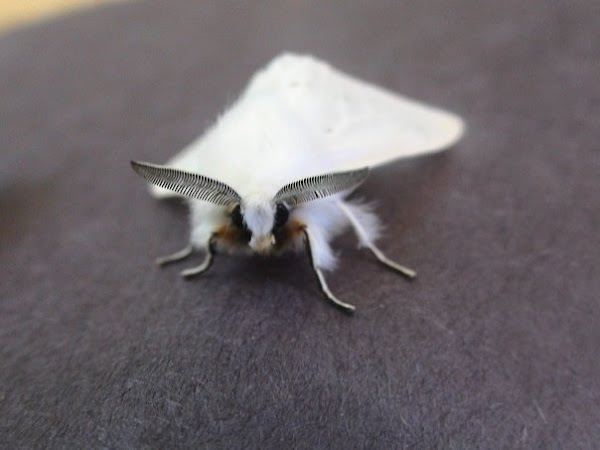 White Furry Moth | Project Noah