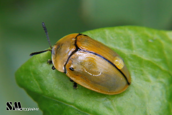 Tortoise beetle | Project Noah