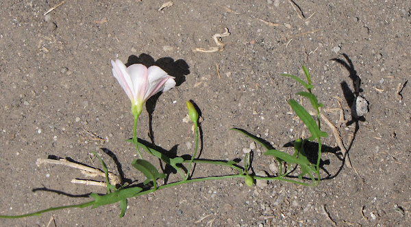 Field Bindweed | Project Noah