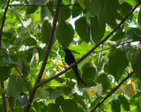 Black Drongo | Project Noah