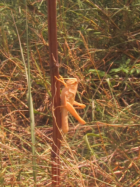 Grasshopper | Project Noah